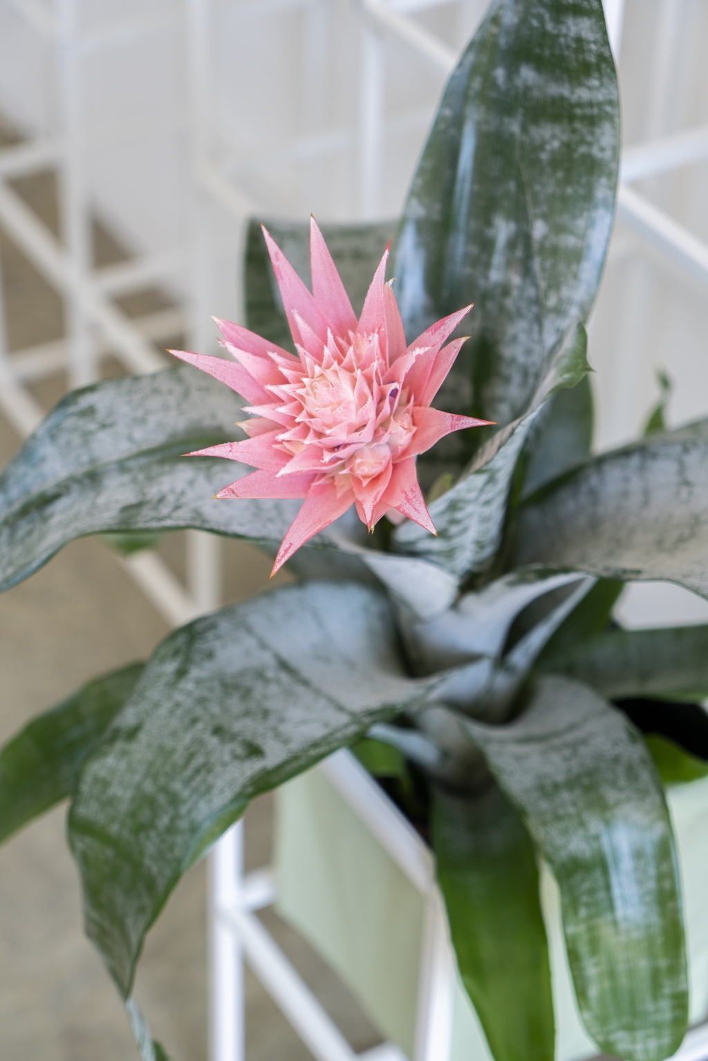 iPot | Get inspired!