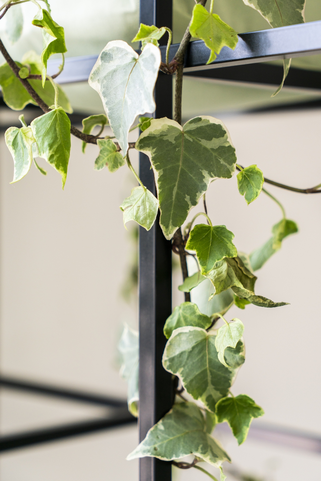 iPot | Get inspired!